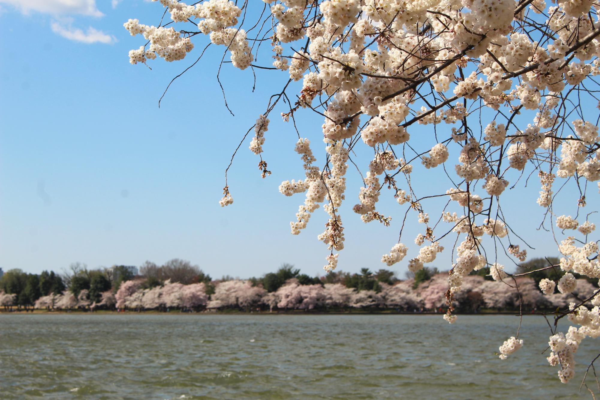 In Bloom: Washington DC’s 2024 Cherry Blossom Festival (Gallery ...